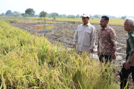 Harga Gabah Jadi Rp6.500, Mentan Amran Apresiasi Produksi Padi di ...